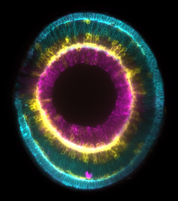 10 Years of the International Cell Tracking Challenge and ...